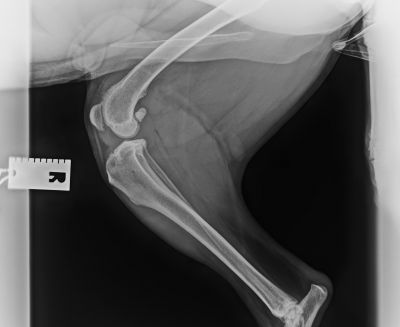 Cruciate Ligament Repairs in Dogs in Cats in Sydney - TPLO's, TTA's and ...