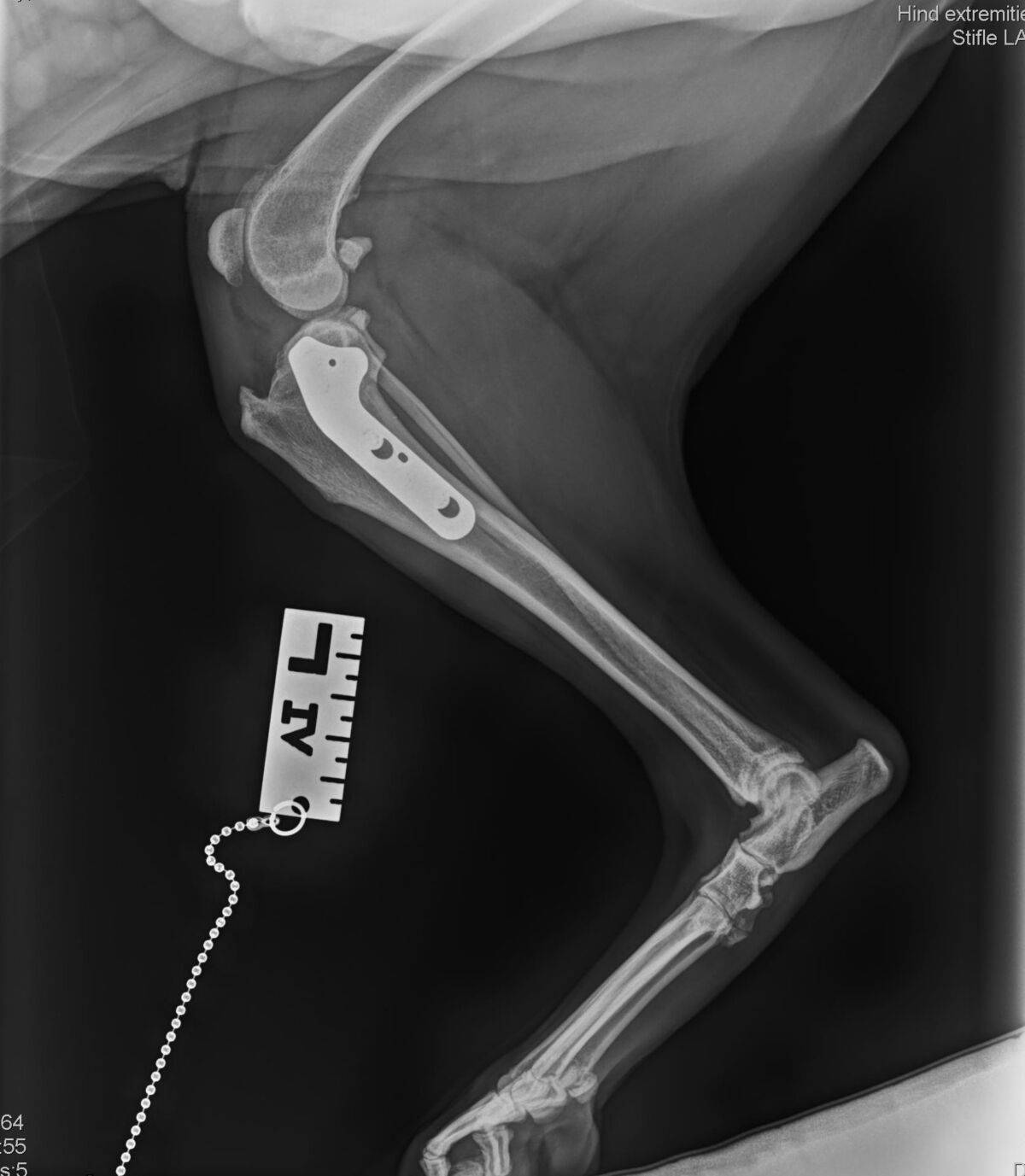 Dog and Cat Cruciate Ligament Repairs | Macquarie Veterinary Hospital